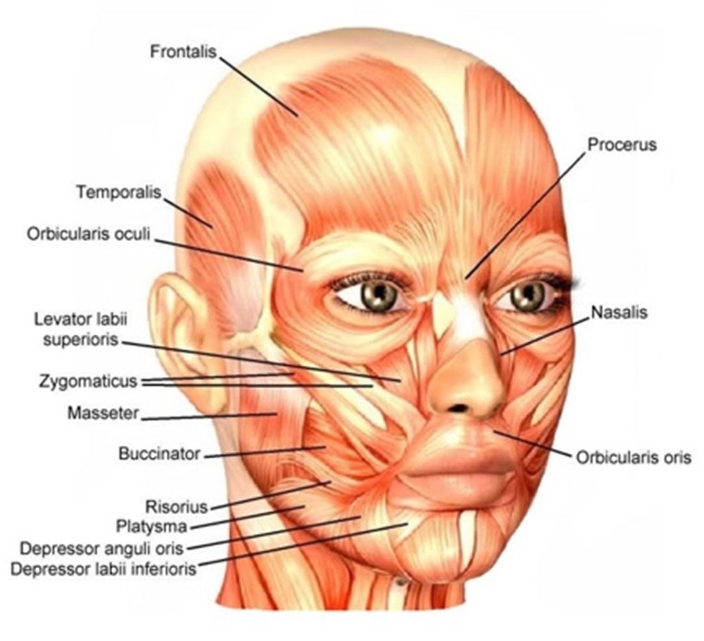 Muscles of the Face and Neck - The Beauty Training School
