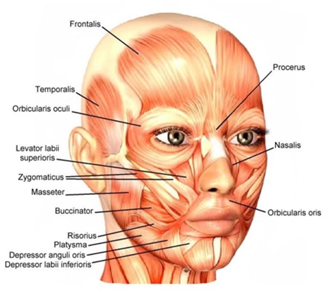 Muscles of The Face and Neck - The Beauty Training School