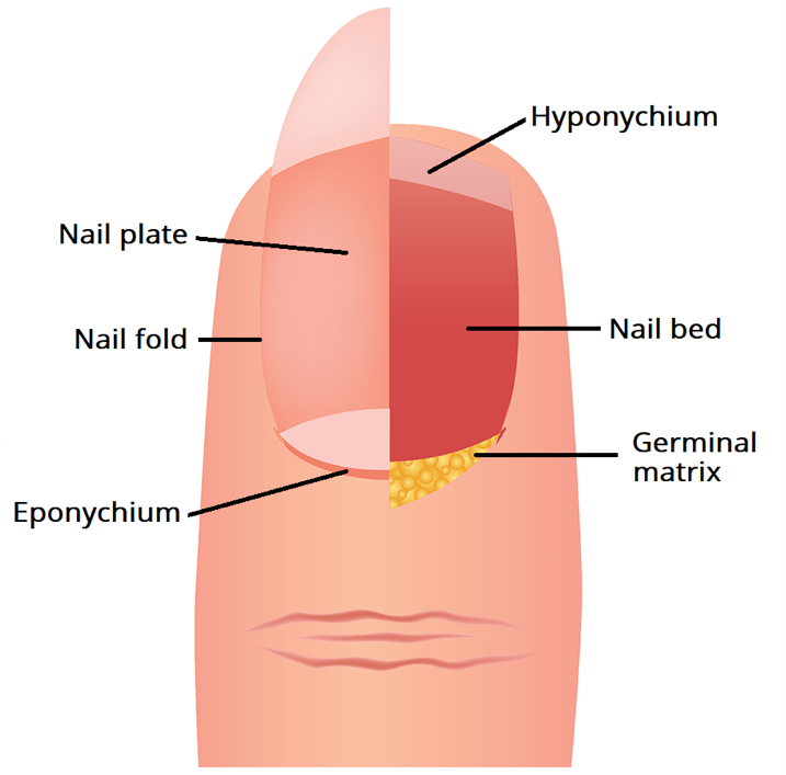 Anatomy of The Nail - The Beauty Training School