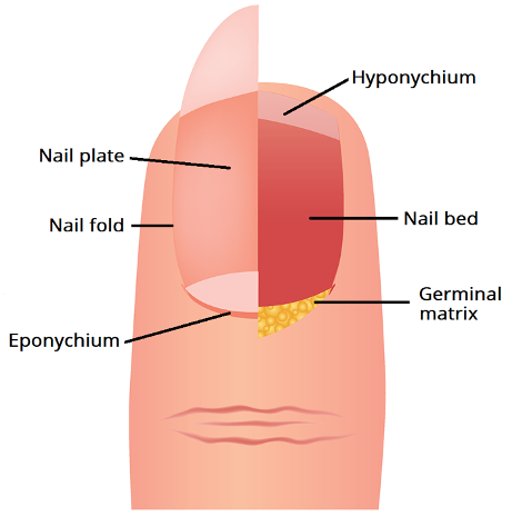 Anatomy of the nail - The Beauty Training School