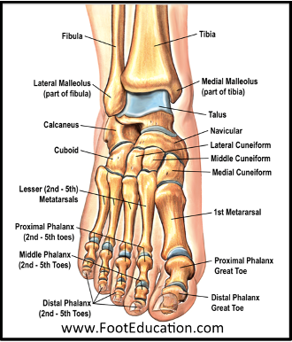 Anatomy of the Foot - The Beauty Training School