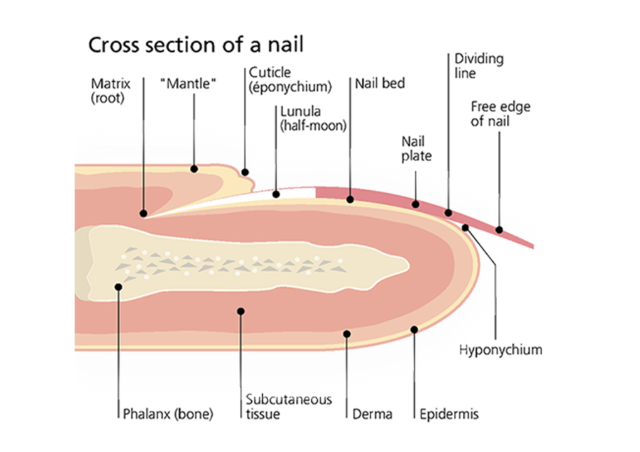 Nail Anatomy and Structure - The Beauty Training School