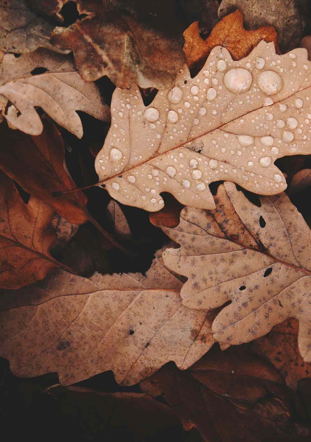 Nail Anatomy and Structure - The Beauty Training School